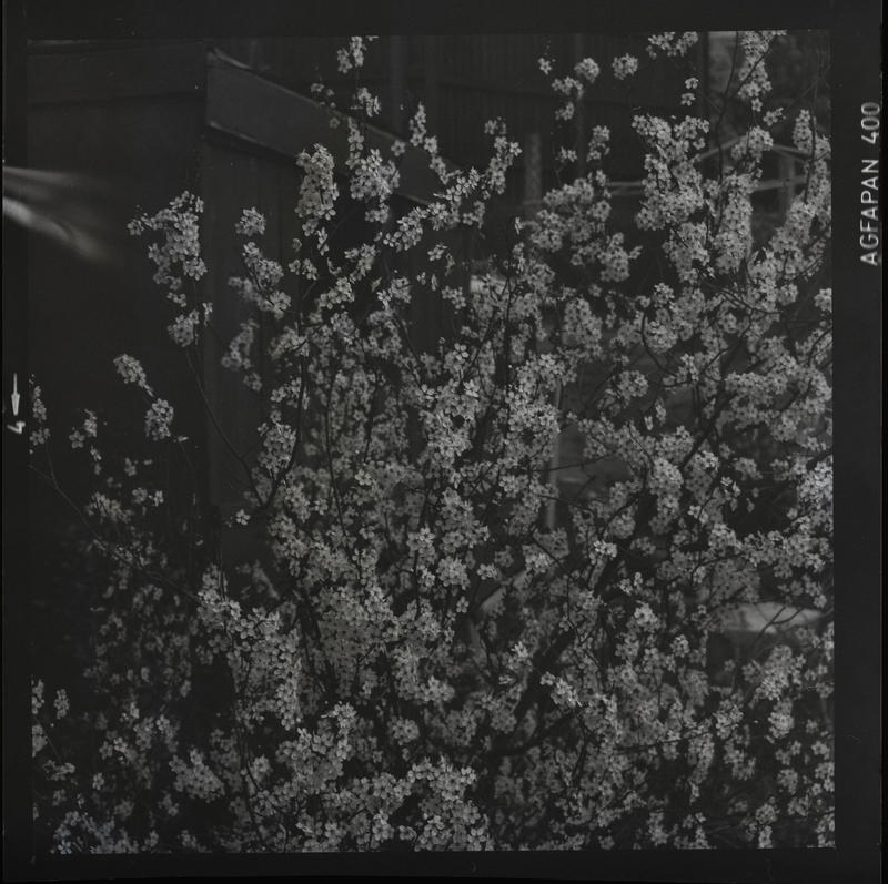 Negative: Flowering shrub - Canterbury Museum