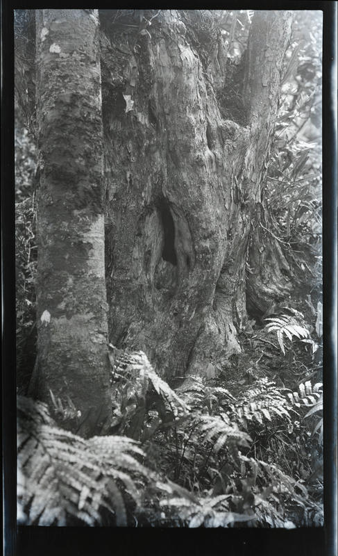 Negative: Tree with hollow - Canterbury Museum