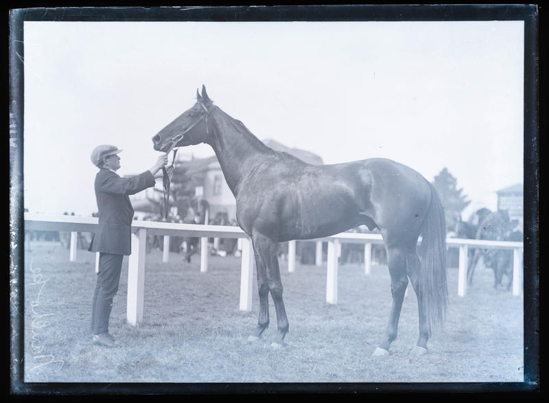 Glass Plate Negative: Man With Horse At Race - Canterbury Museum