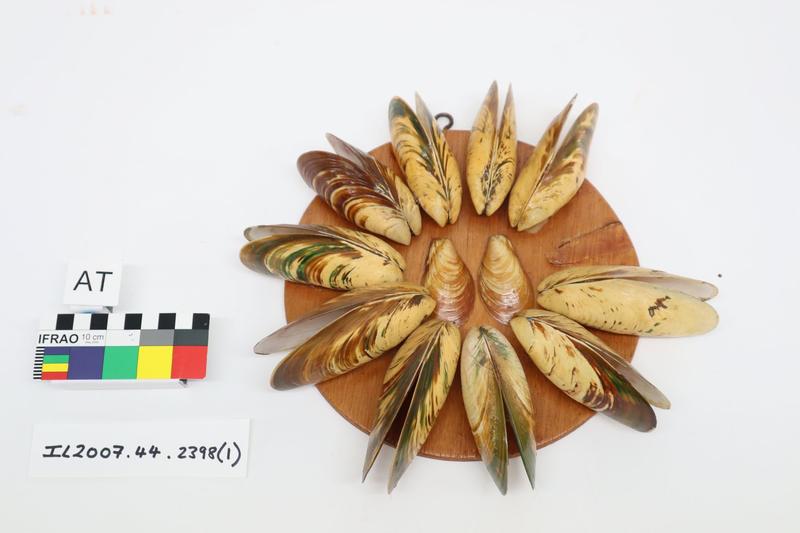 Mussel shell wall hanging - Canterbury Museum