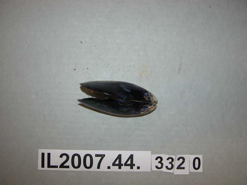 Shell - Canterbury Museum
