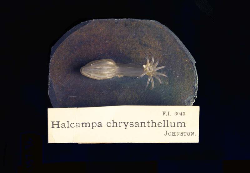 Glass Model Invertebrate: Halcampa chrysanthellum - Canterbury Museum