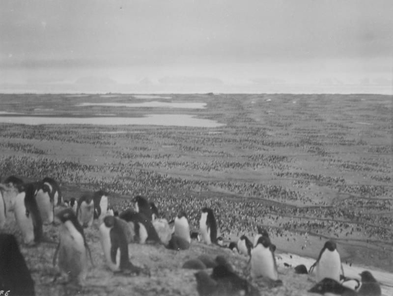 Photograph: Penguin Rookery - Canterbury Museum
