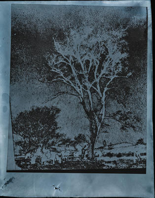 Negative: Abstract tree - Canterbury Museum