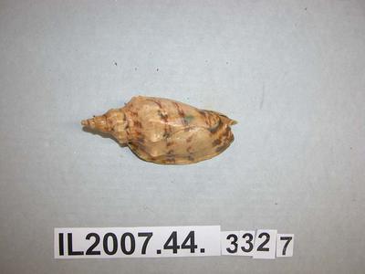 Shell - Canterbury Museum