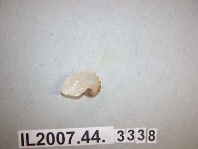Shell - Canterbury Museum