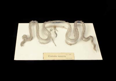 Glass Model Invertebrate: Cestum veneris - Canterbury Museum