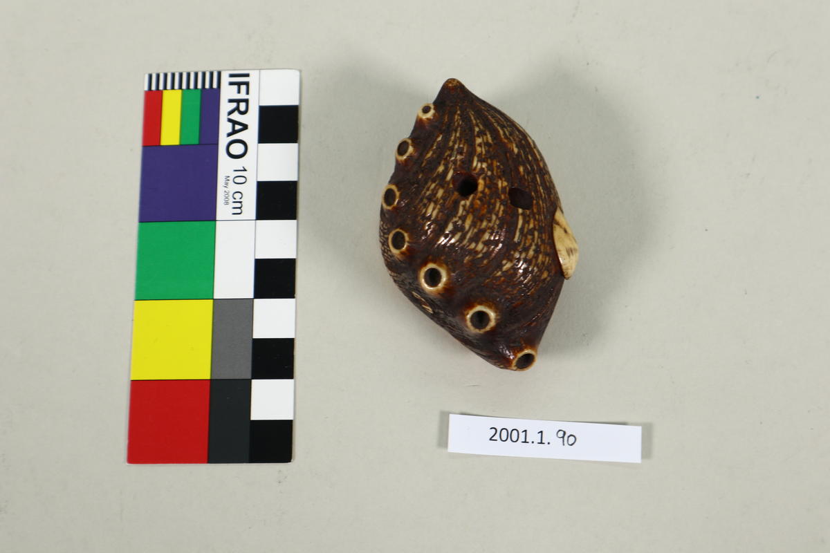 Netsuke Awabi shell - Canterbury Museum