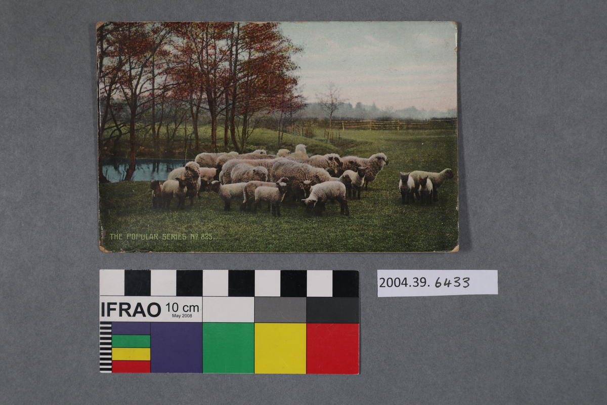 Postcard of sheep - Canterbury Museum