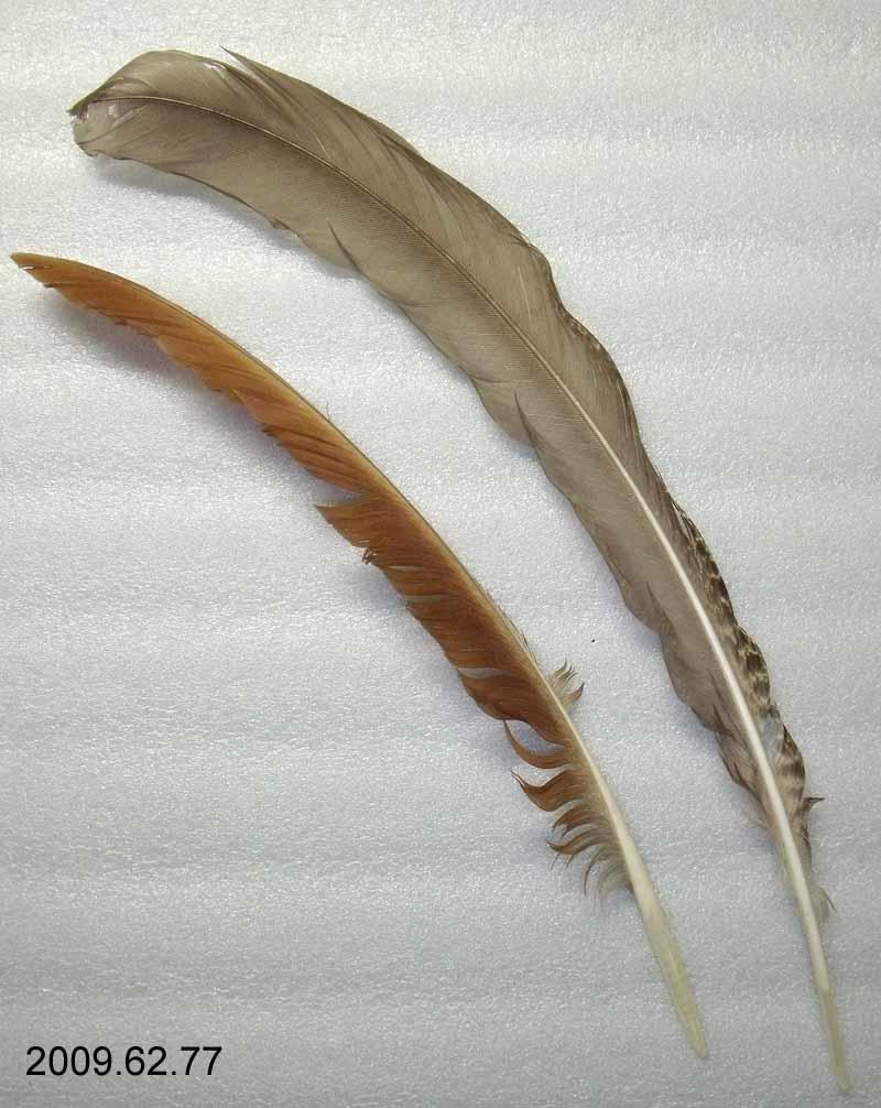 Theatrical Prop: Feathers - Canterbury Museum