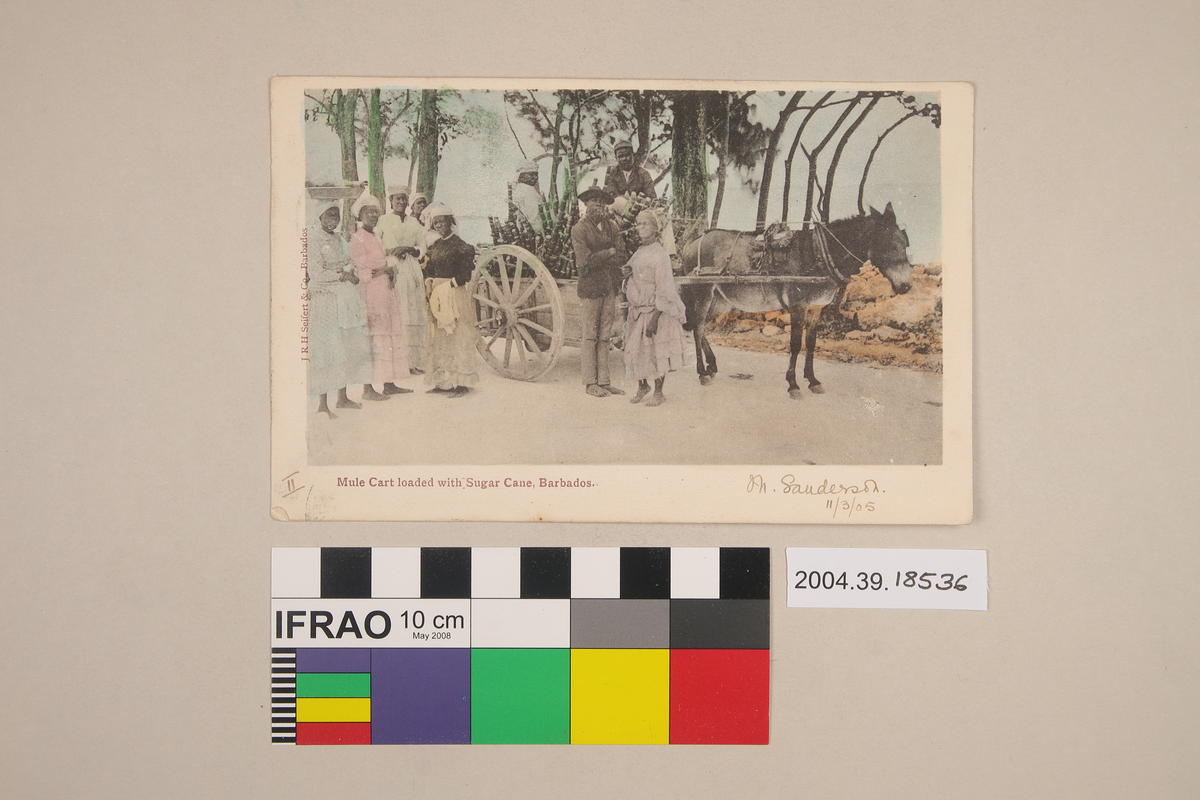 Postcard: Mule Cart loaded with Sugar Cane, Barbados - Canterbury Museum