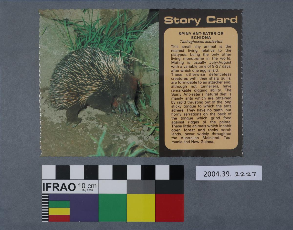 Postcard: Story Card - Canterbury Museum