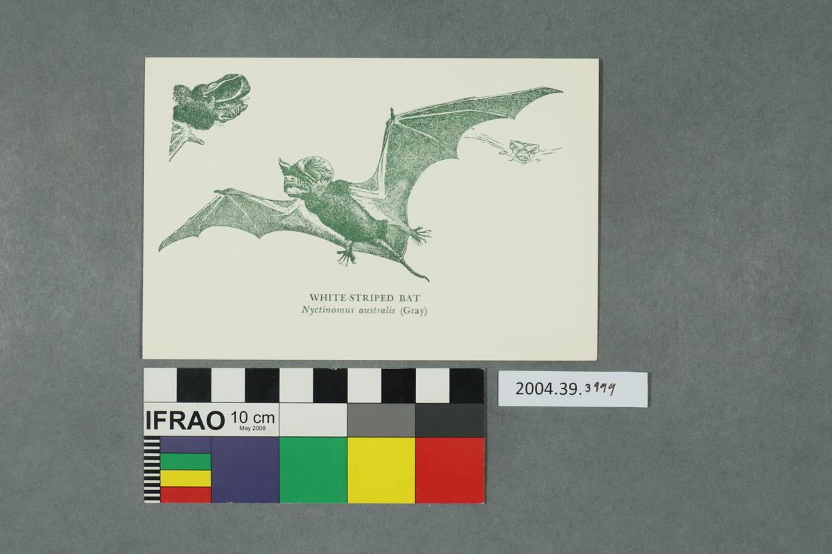 Postcard: White-Striped Bat - Canterbury Museum
