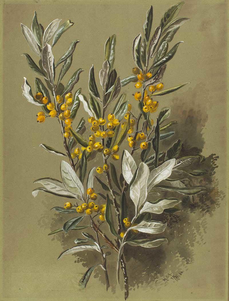 Painting: Corokia macrocarpa (hokataka/Chatham Island Korokio ...