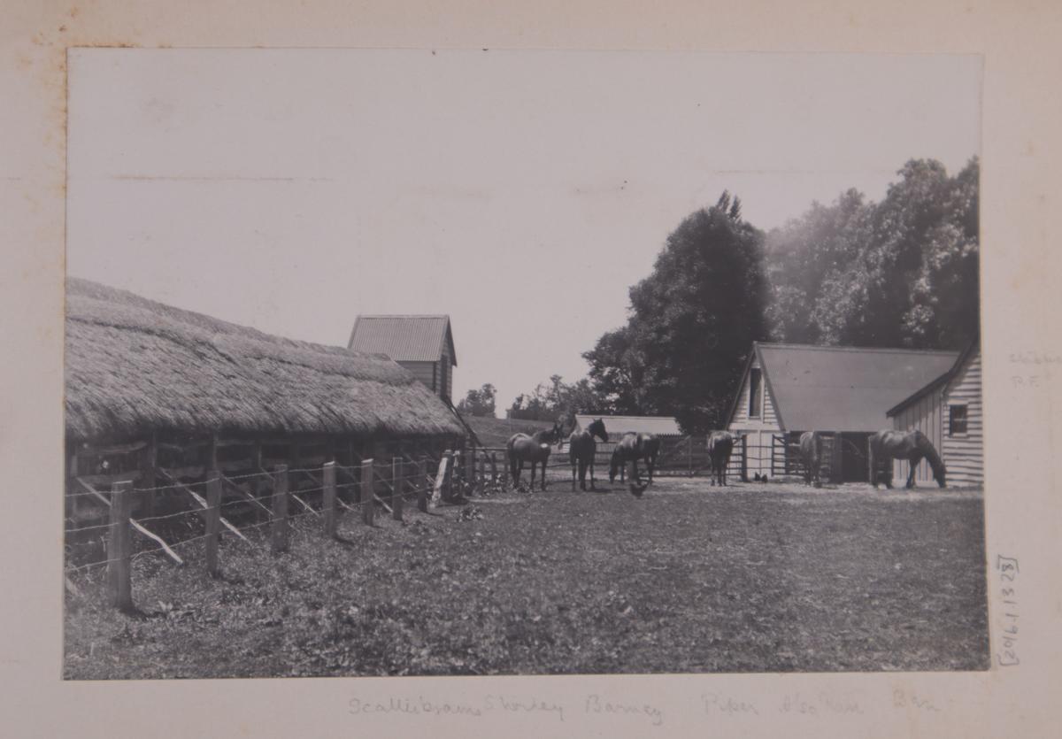 Photograph: Peel Forest Stables - Canterbury Museum