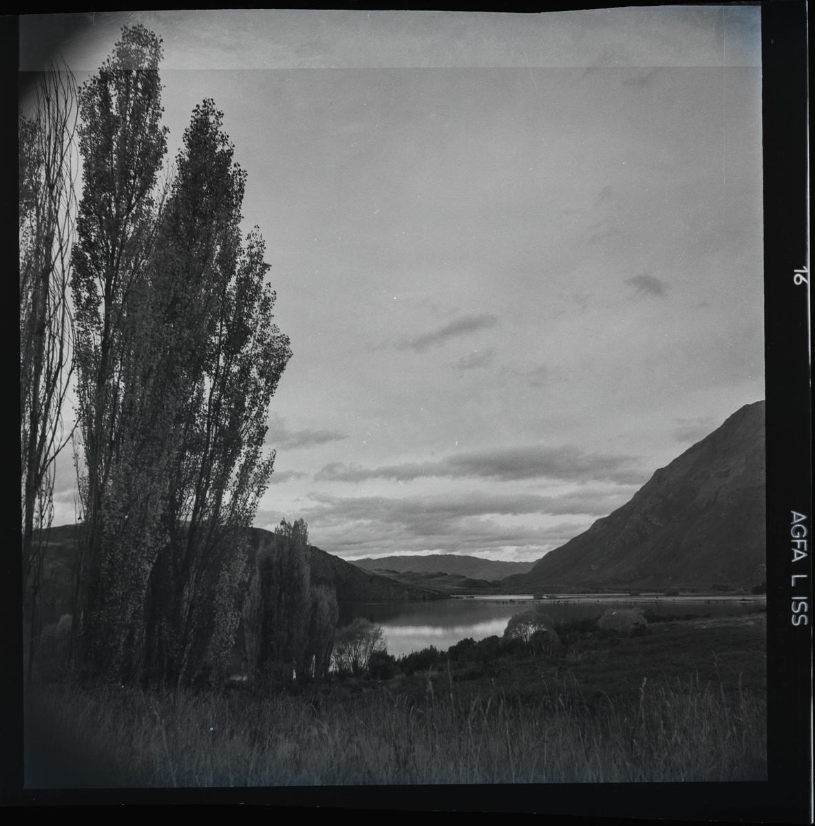 Negative: Landscape with trees - Canterbury Museum