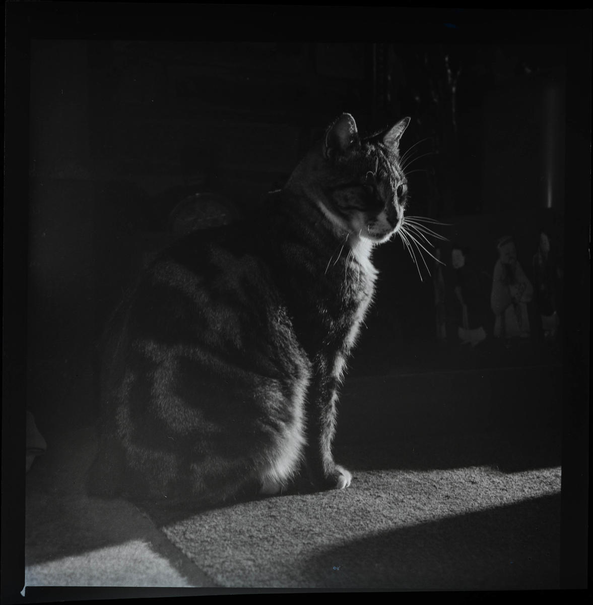 Negative: Cat - Canterbury Museum