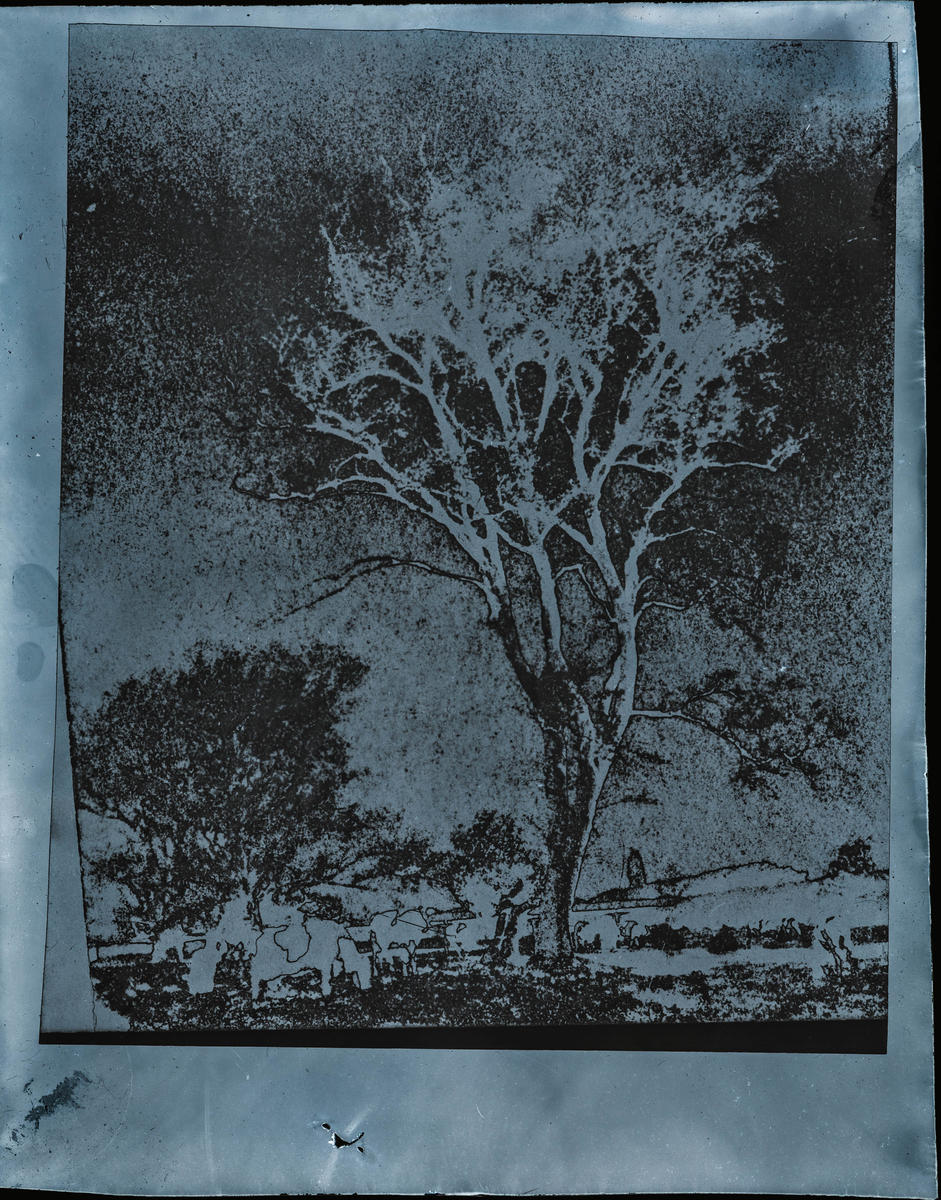 Negative: Abstract tree - Canterbury Museum