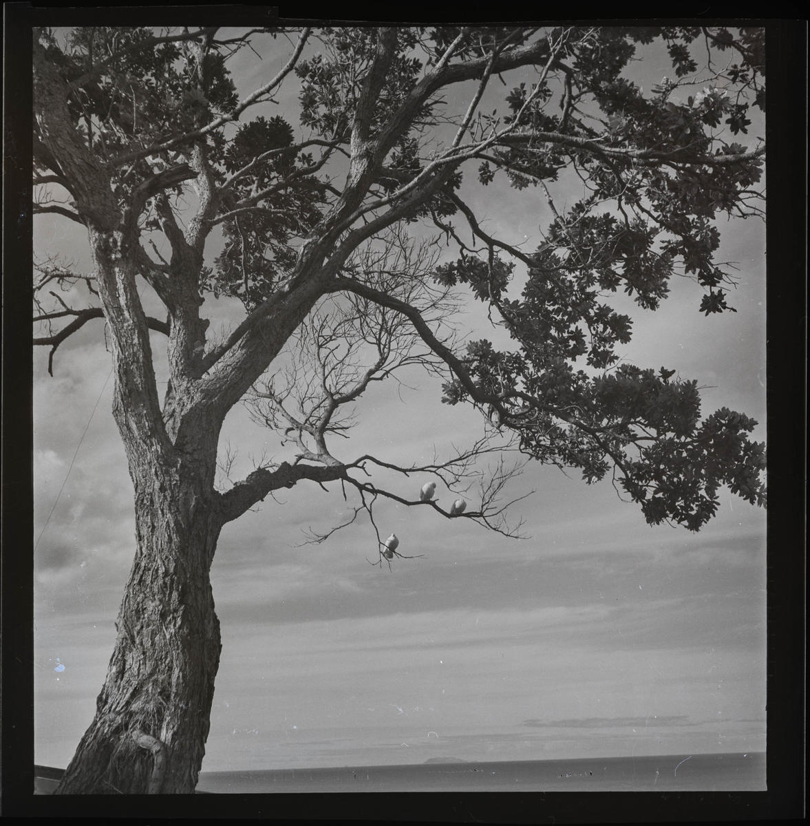 Negative: Birds in tree - Canterbury Museum