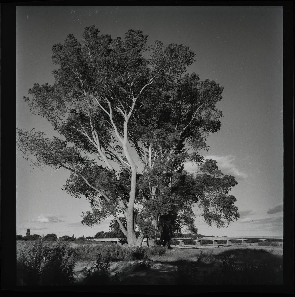 Negative: Large tree - Canterbury Museum