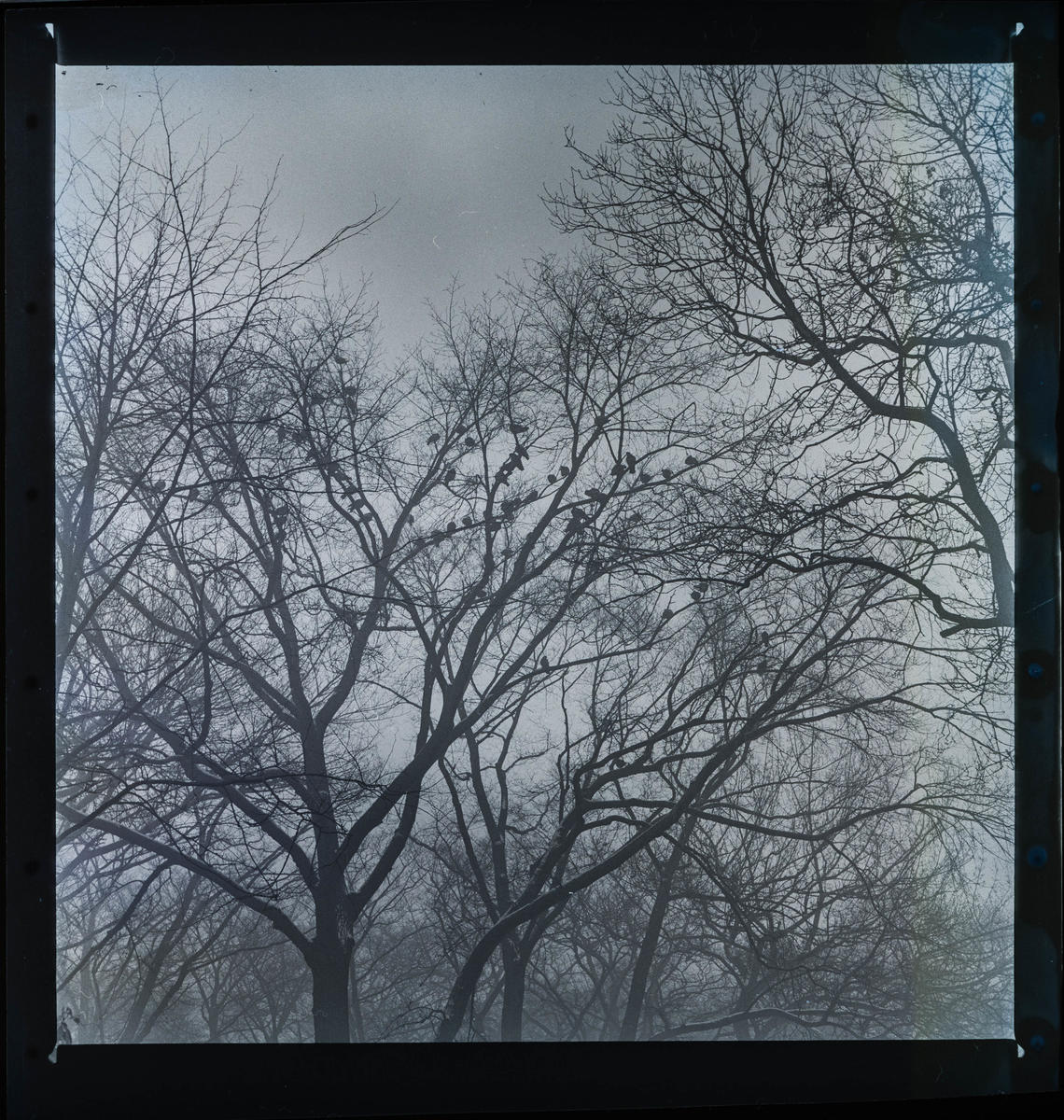 Negative: Birds in tree - Canterbury Museum