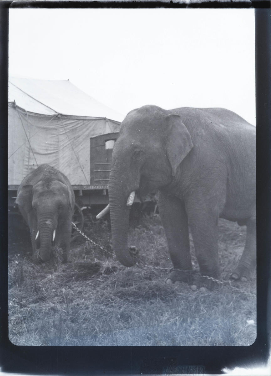 Negative: Perry Brothers Circus elephant and calf - Canterbury Museum