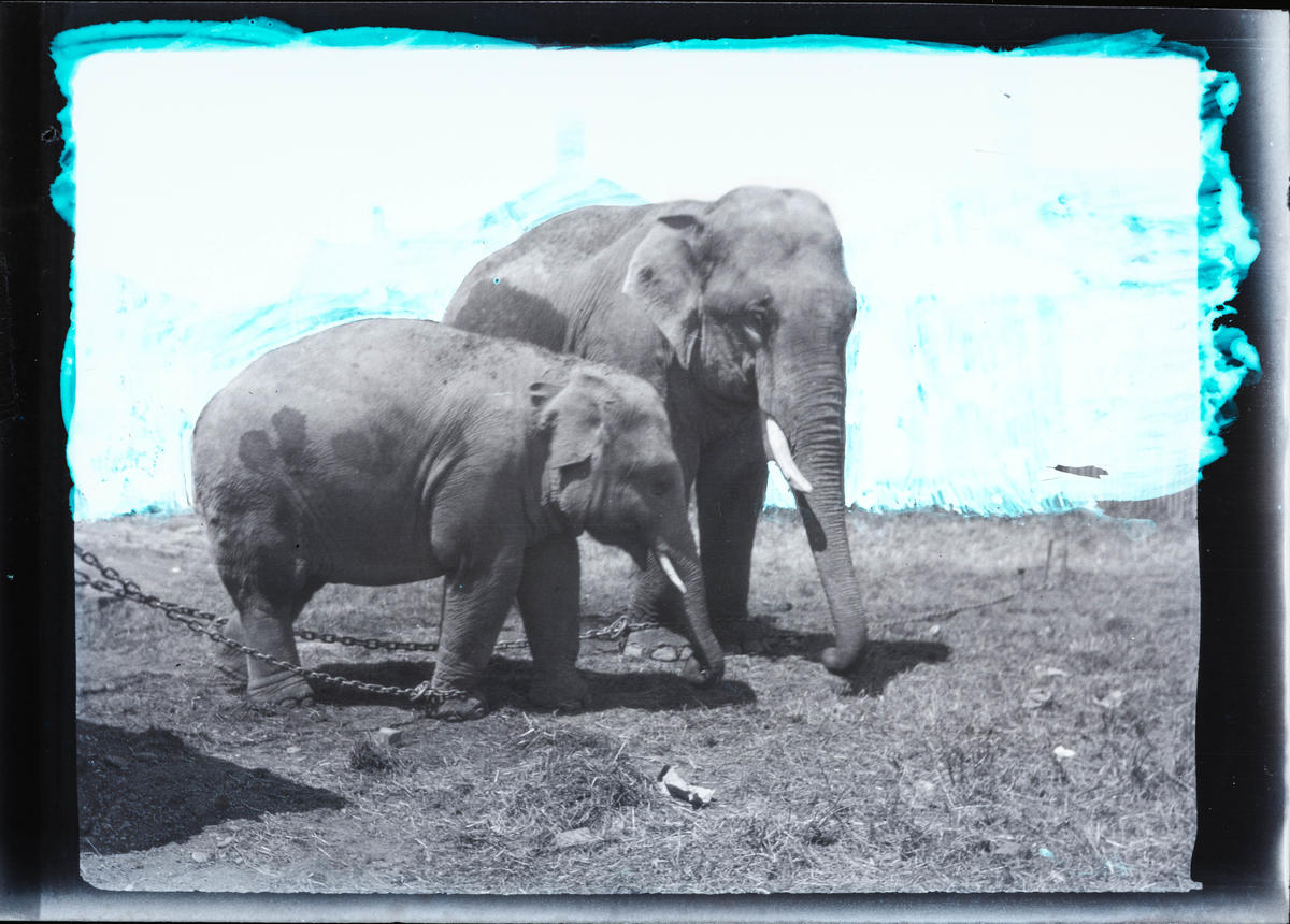 Negative: Perry Brothers Circus elephant and calf - Canterbury Museum