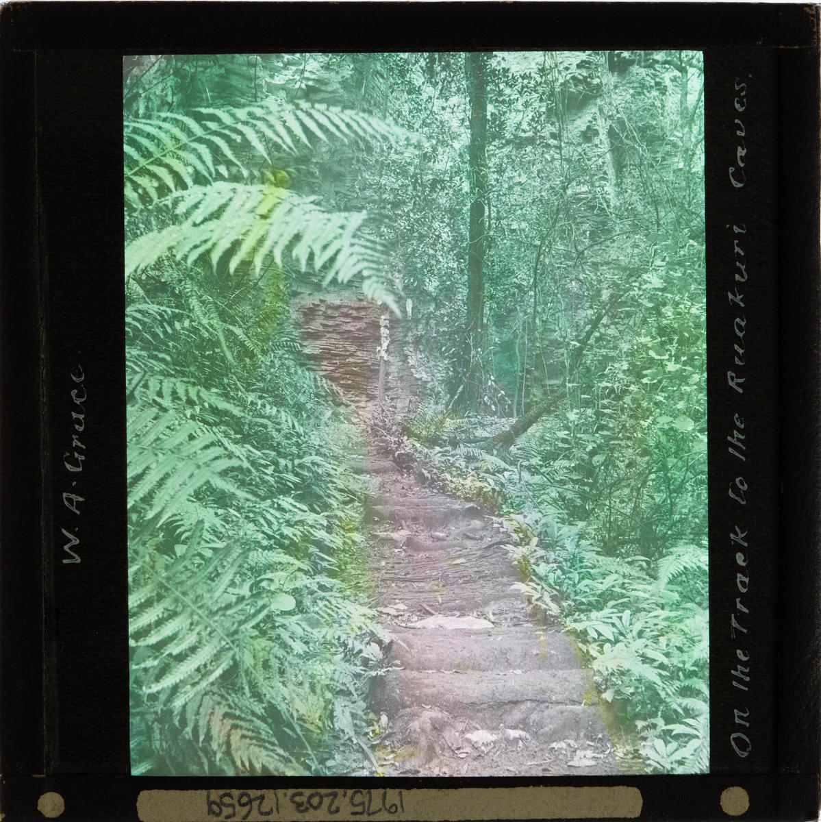 Lantern Slide: Ruakari Caves track - Canterbury Museum