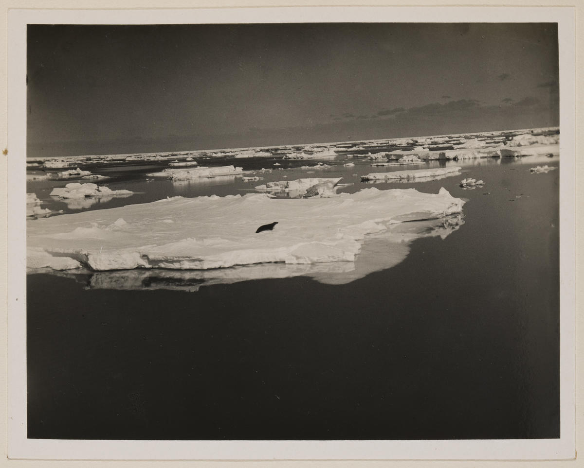 Photograph: Ross Sea Ice: Sea ice in the Ross Sea. Rather thinker than ...