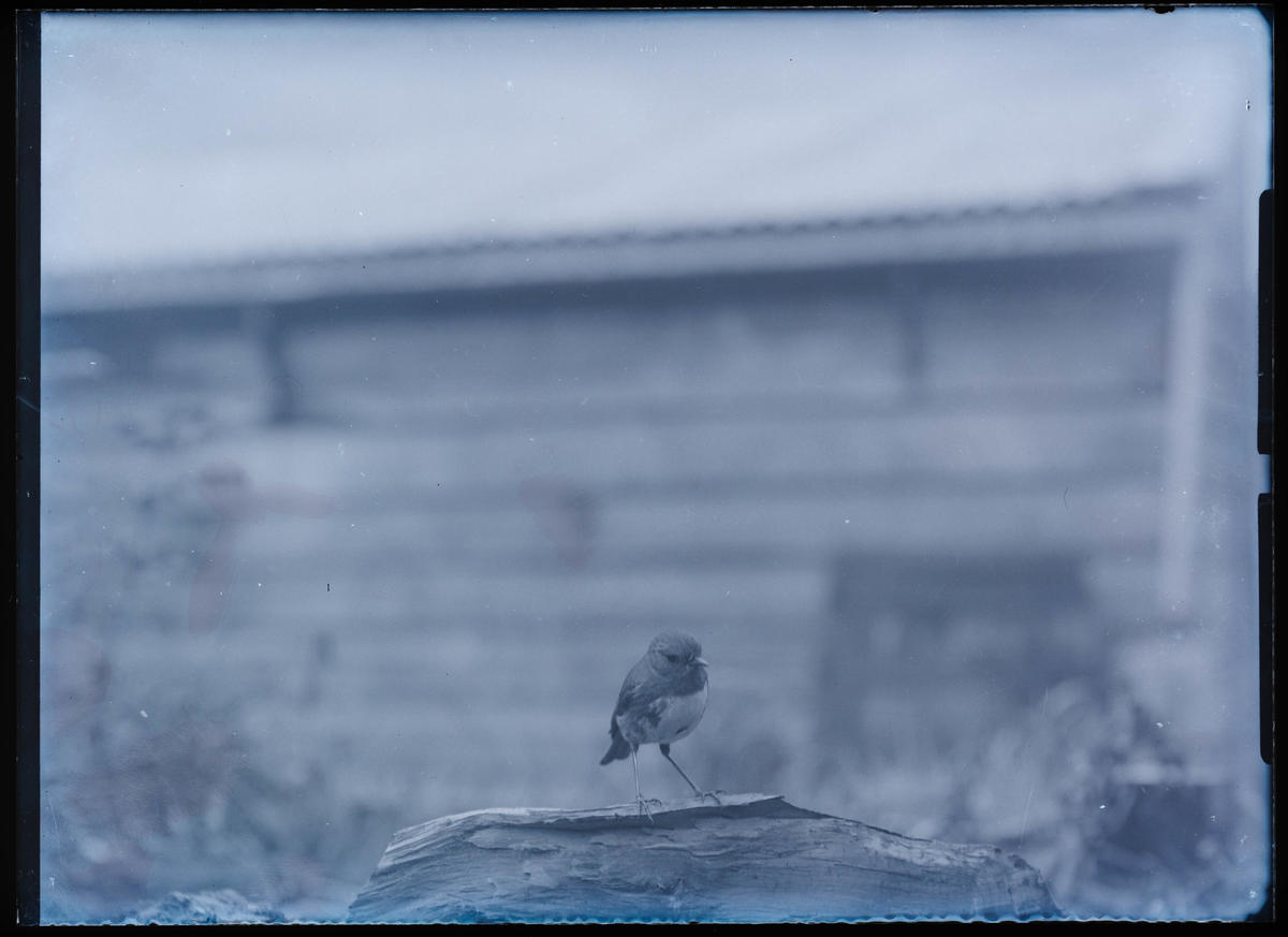 Glass Plate Negative: Bird - Canterbury Museum