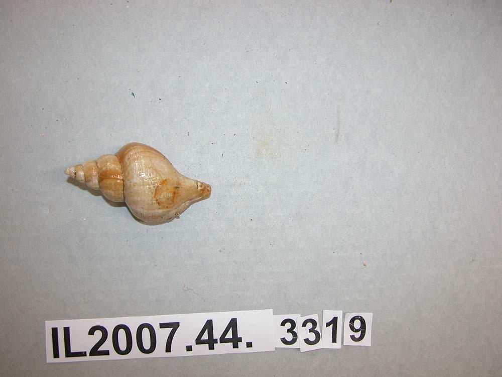 Shell - Canterbury Museum
