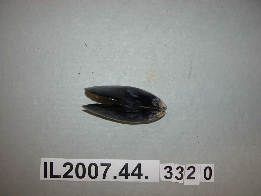Shell - Canterbury Museum