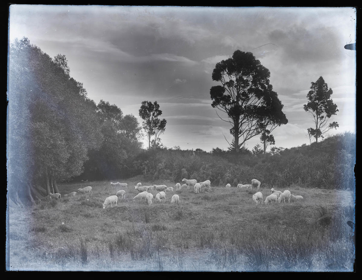 Glass Plate Negative: Sheep in a field - Canterbury Museum