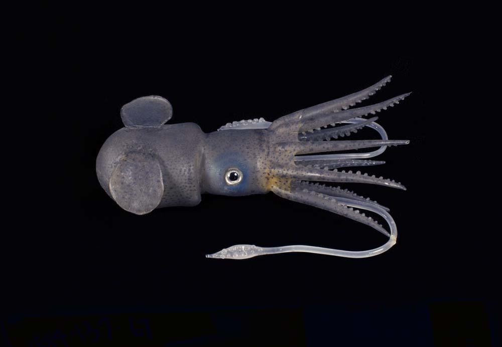 Glass Model Invertebrate: Sepiola rondeleti - Canterbury Museum