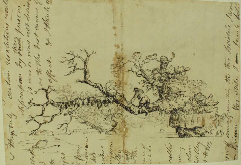 Sketch: Fallen Tree - Canterbury Museum